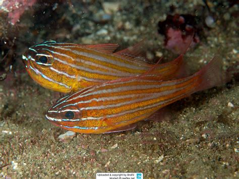 Ostorhinchus Properuptus Southern Orange Lined Cardinal Fish
