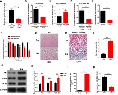 Lncrna Gas5 Was Downregulated In Dn And Negatively Associated With The