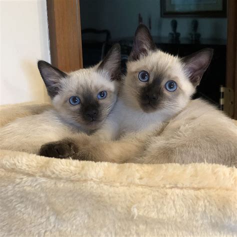 Siamese Twins Cats