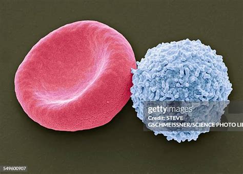 756 Red Blood Cell Micrograph High Res Illustrations Getty Images