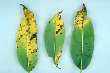 Attra Identification Sheet Peach Diseases Attra Sustainable