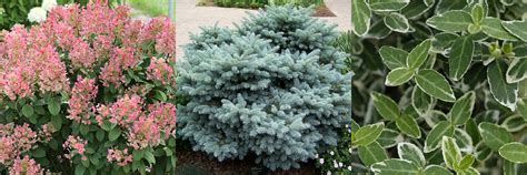 Border Shrubs For Privacy