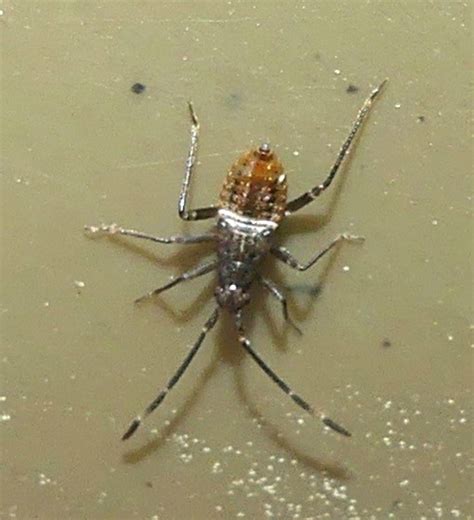 True Bug Nymph BugGuide Net True Bug Nymph BugGuide Net