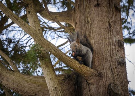 Squirrel Nibbles A Nut On A Pine Branch Stock Image Image Of Tree