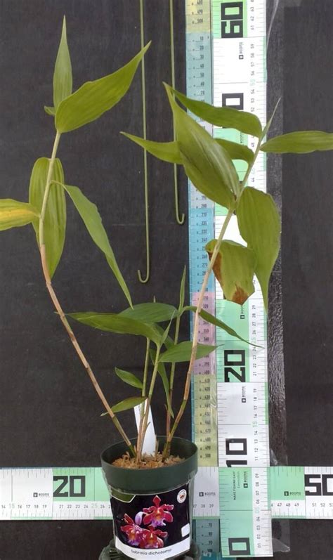 Yahoo オークション 【北軽ガーデン】 熱帯植物 Sobralia Dichotoma
