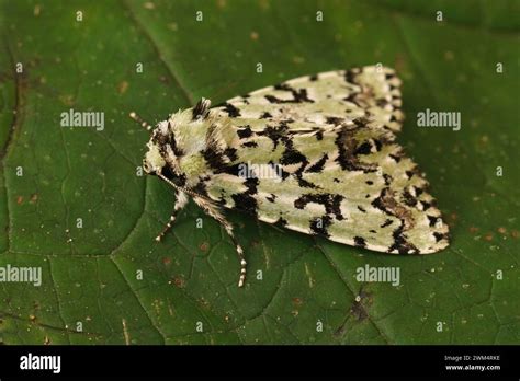 Detailed Closeup On The Light Green And White Scarce Merveille Du Jour