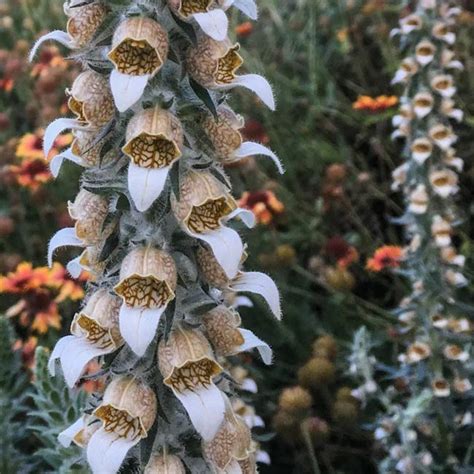 Digitalis Lanata Cafe Creme 200 Seeds Woolly Foxglove