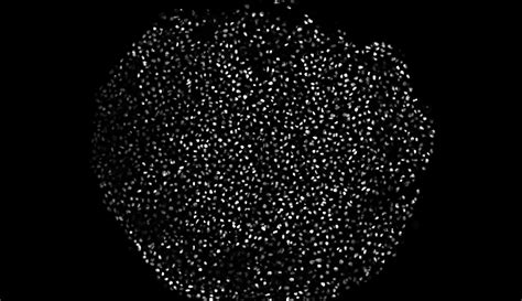 Xenopus Joint Nuclei And Membrane Segmentation — Segmentation Using Vollseg
