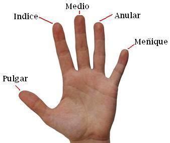 Nombre De Los Dedos De La Mano Nombres De Los Dedos Dedos De La Mano