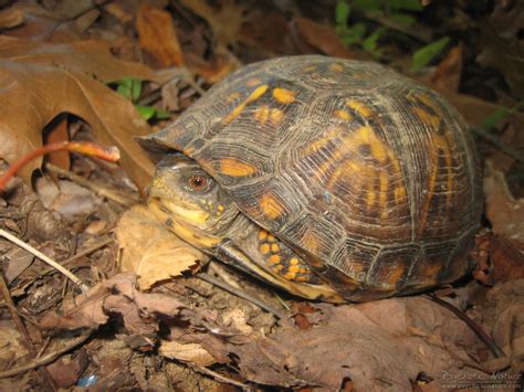 Eastern Box Turtle Pa Herp Identification