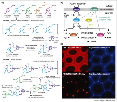Figure 1 From Lignin Polymerization How Do Plants Manage The Chemistry