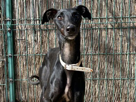 Risitas Adottato Insieme Per Fbm Adozione Levrieri