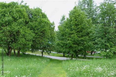 Mowed Grass In The Middle Field In A Park Full Of Greenery As A Path