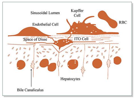 Liver Sinusoidal Cells Schematic Image From Mit Opencourseware