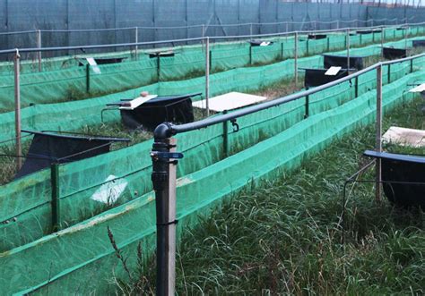 Lélevage Descargots En Espagne Tradition Et Durabilité