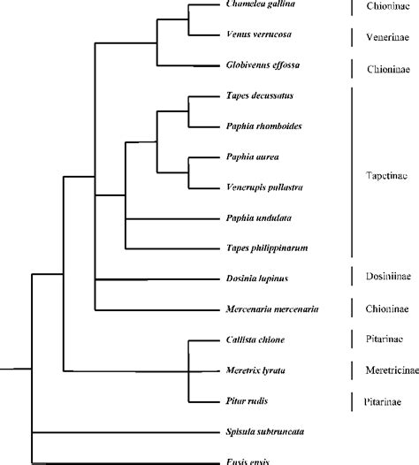 Strict Consensus Of All Trees Obtained For All The Parameter Sets