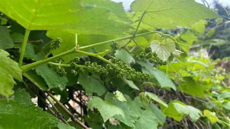 How To Grow Vitis Labrusca Earthone