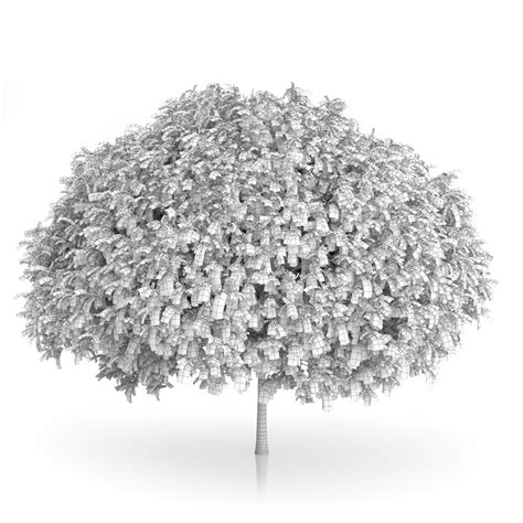 Staghorn Sumac Tree Rhus Typhina 79m 3d Model Download Trees On