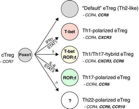 Diversification Of Effector Treg Etreg Differentiation While The