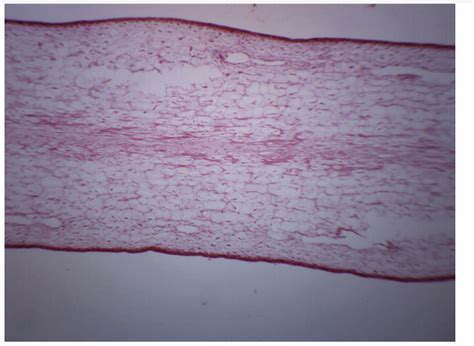Protista Laminaria Cross Section Prepared Microscope Slide