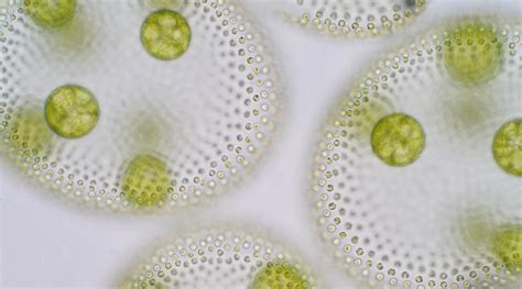 Nannochloropsis Key Microalgae For Reef And Aquaculture Health Pod