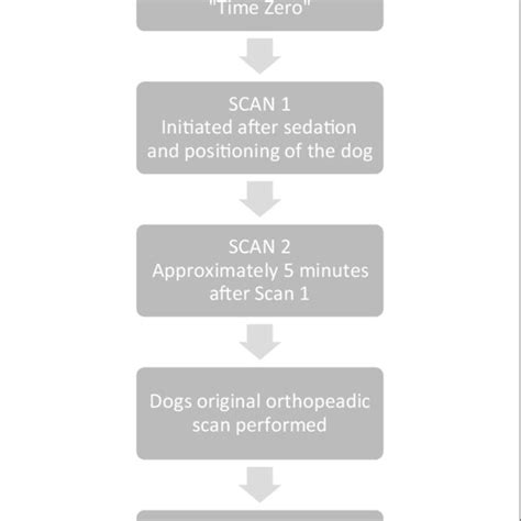 Flow Chart Showing The Onset Of The Three Different Lung Scans Scan 1