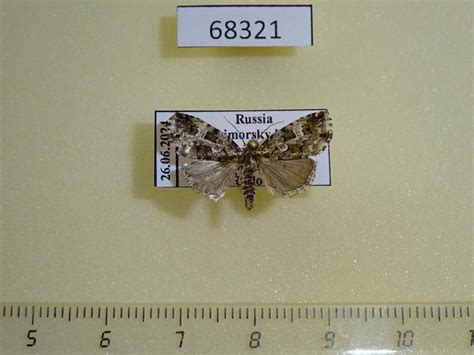 Noctuidae Koyaga Magninumisma Primorye Fareastinsects