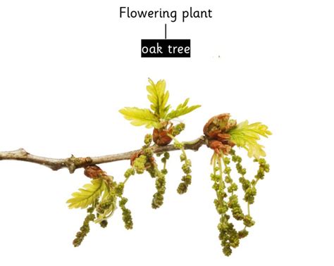 Year 4 Science Use Classification Keys To Group Living Things Study