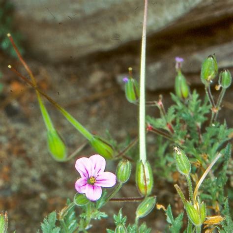 Erodium Botrys Long Storksbill Naturemapr Australia