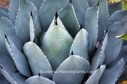 Blue Agave Plants Agave Parryi Care Indoors