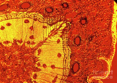 Scots Pine Tree Stem Photograph By Science Photo Library Pixels