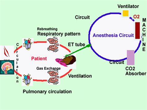 How Does Etco2 Sensor Connect To Patient