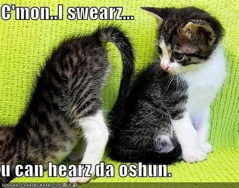 Lol Cats Pics