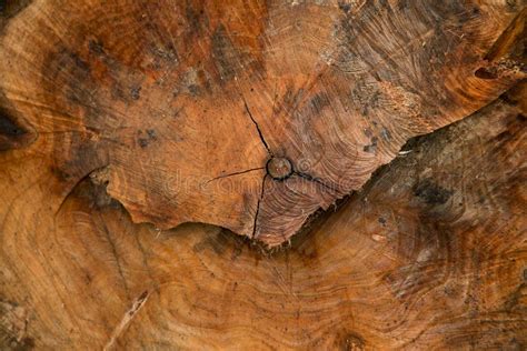 Cutted Tree Surface Stock Image Image Of Growth Ring 128724735