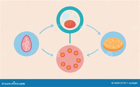 Skin Repair Process A Diagram Showing The Stages Of Skin Repair With