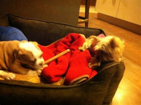 Cute Sleeping Puppies