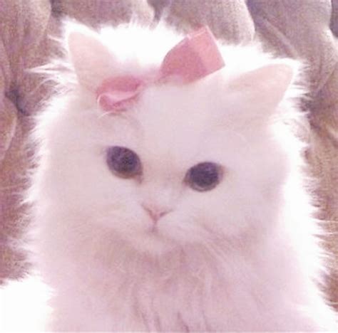 My Profile Pictureicon Cat Profile Picture Icon Profile Picture