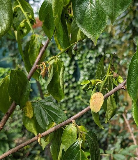 Perssimon Tree Leaves Withering General Fruit Growing Growing Fruit