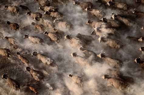 Buffalo Migration