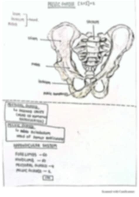 Solution The Human Skeleton Skeletal System Types Of Skeletal