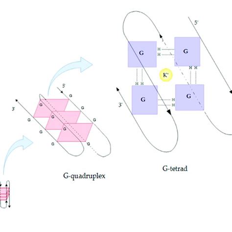 Schematic Representation Of An Antiparallel G Quadruplex Formed From A Download Scientific