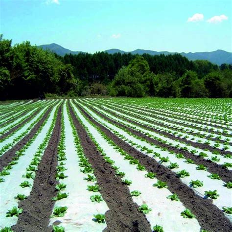 50 Micron Hdpe Agriculture Mulching Sheet 600 M At ₹ 155roll In