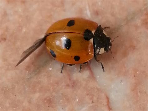 Ladybug Project Noah