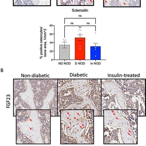 Nonobese Diabetic Nod Mice Exhibit Fourfold Elevations In Blood
