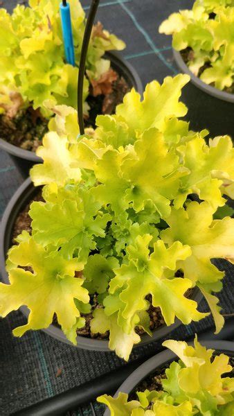 Alūnė ‘lime Marmalade Šilingų Medelynas