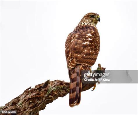 Hawks Perch Fotografías E Imágenes De Stock Getty Images