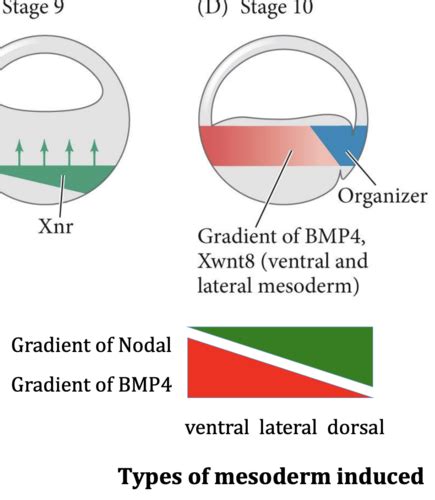Lateral Plate Mesoderm Types