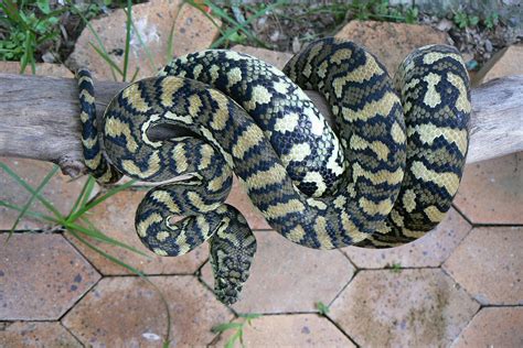 Adult Coastal Carpet Python