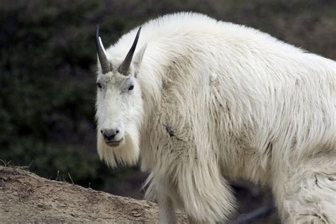 Yoho National Park National Parks Association