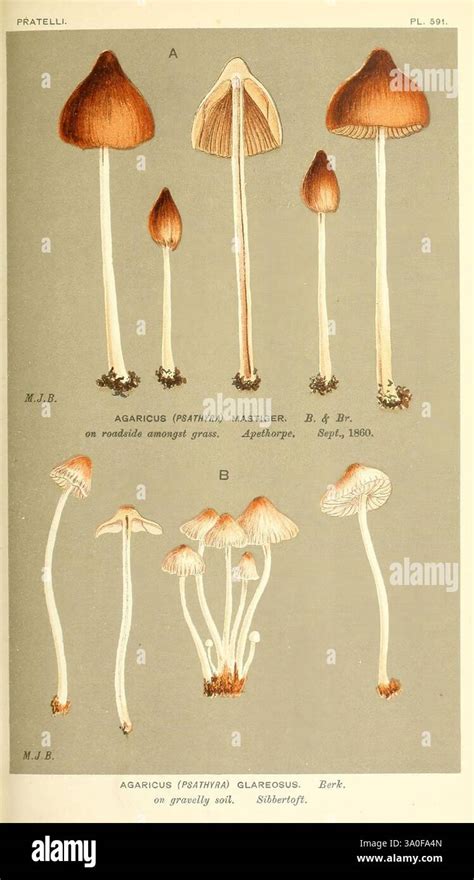 Showcases Various Stages Of Maturation Of Agaricus Hi Res Stock